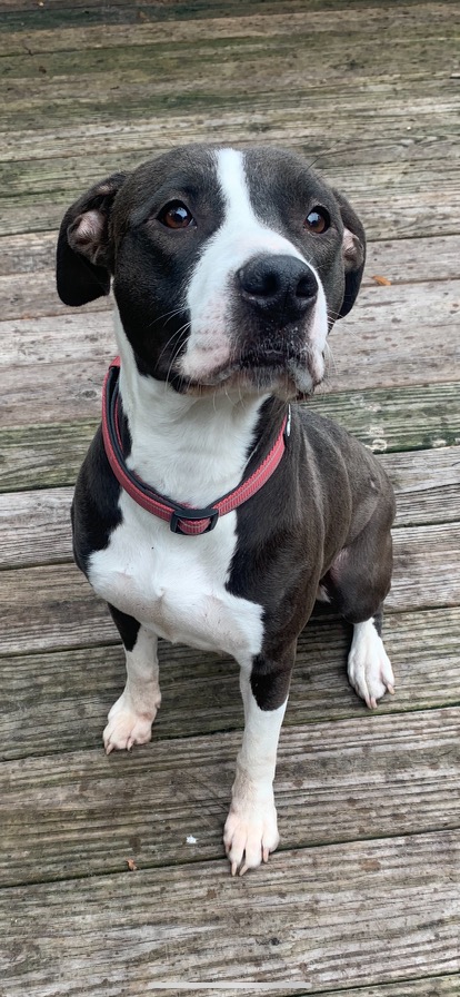 Dog of the Week