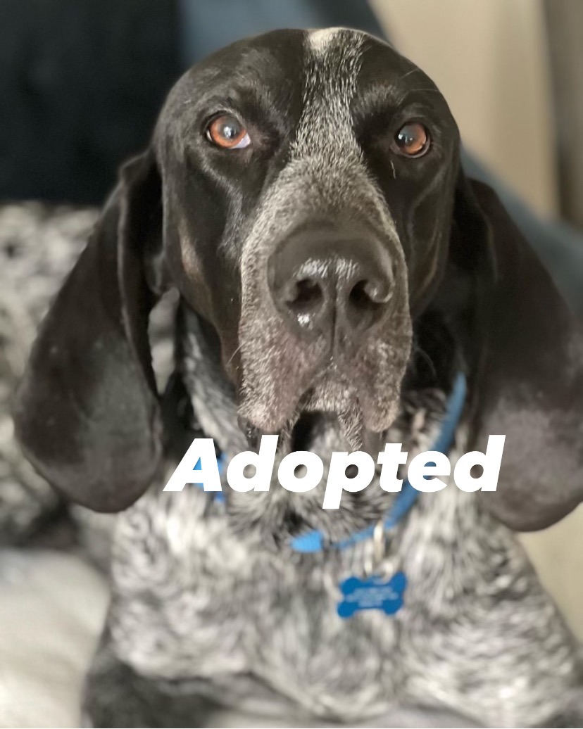Blue aka McGee | Noah's Rescue, a 501c3 Nonprofit