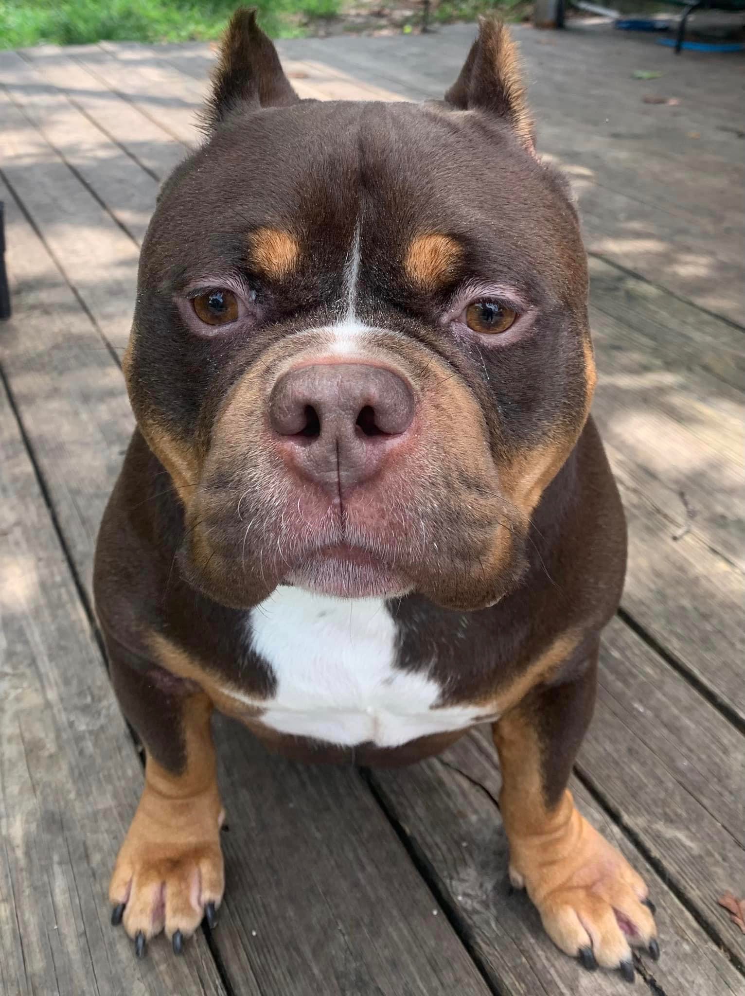 Phat boy | Noah's Rescue, a 501c3 Nonprofit