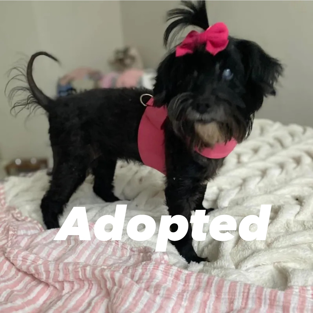 Java | Noah's Rescue, a 501c3 Nonprofit