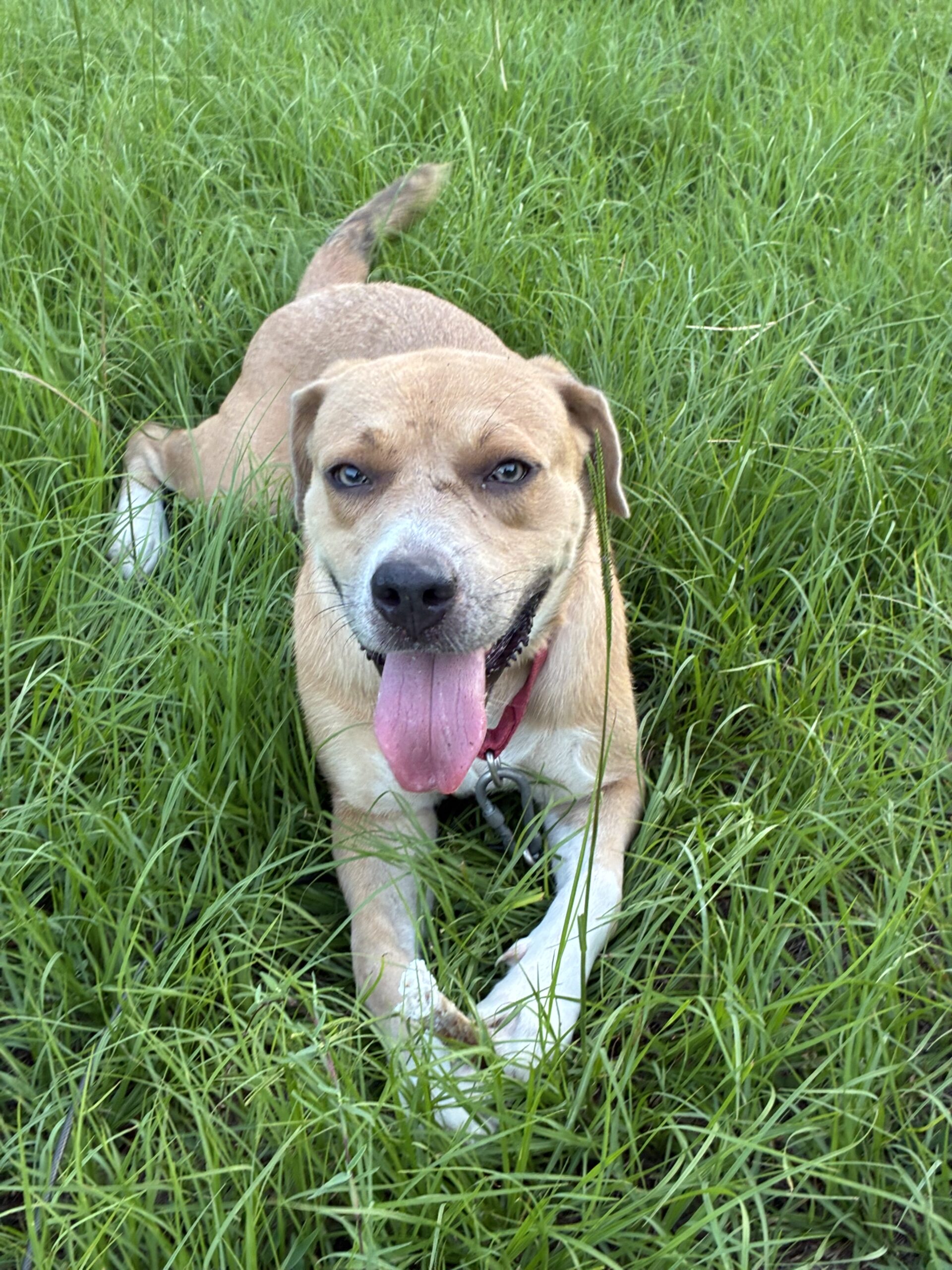Chanel | Noah's Rescue, a 501c3 Nonprofit