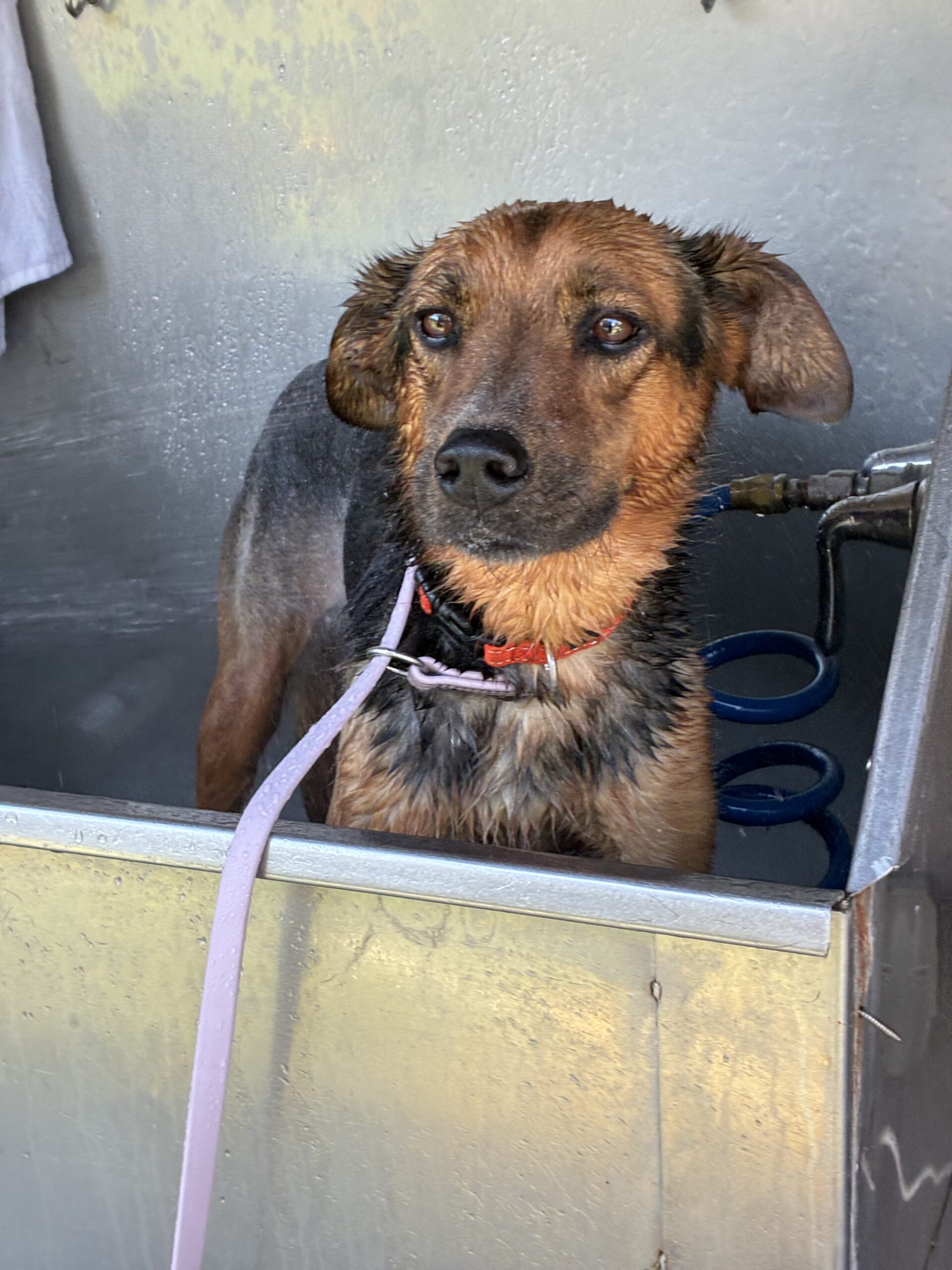 Sheba | Noah's Rescue, a 501c3 Nonprofit